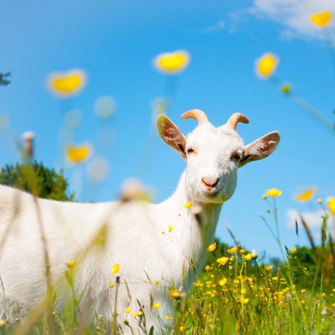 Sữa dinh dưỡng nào phù hợp cho trẻ từ 6 - 36 tháng tuổi? - AAiPharma