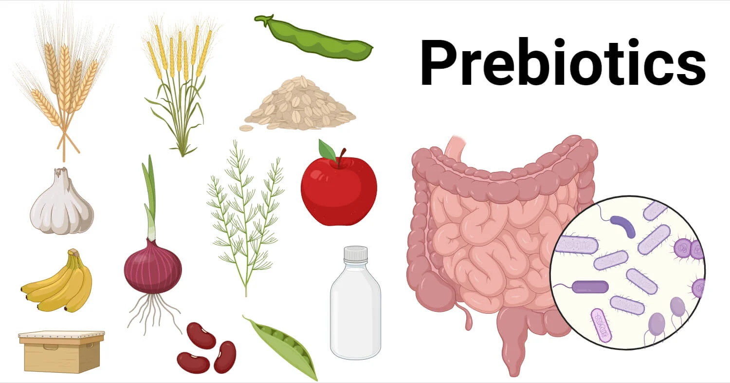Prebiotic – “Người bạn đồng hành” mới của hệ tiêu hóa: Vì sao ngày càng ...